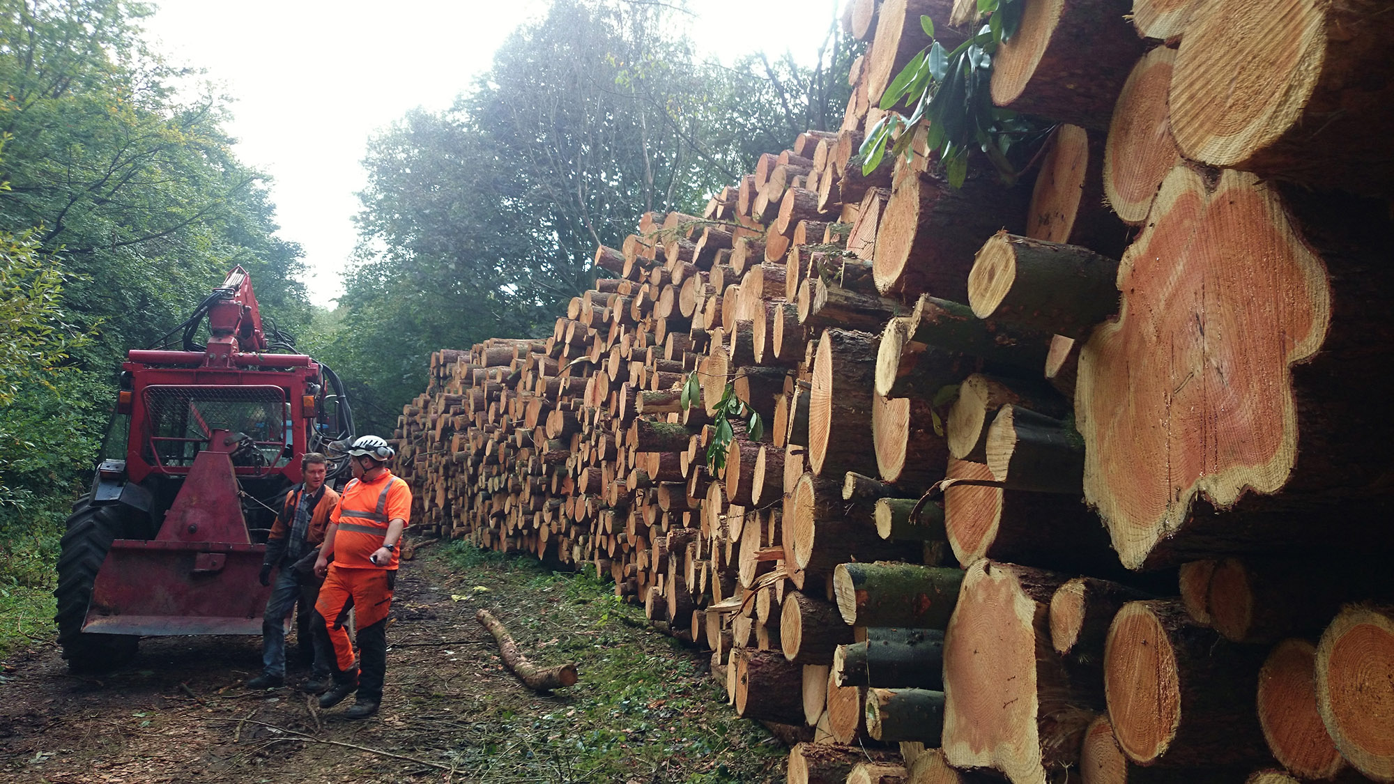 Logs and Firewood - ArB Tree Care