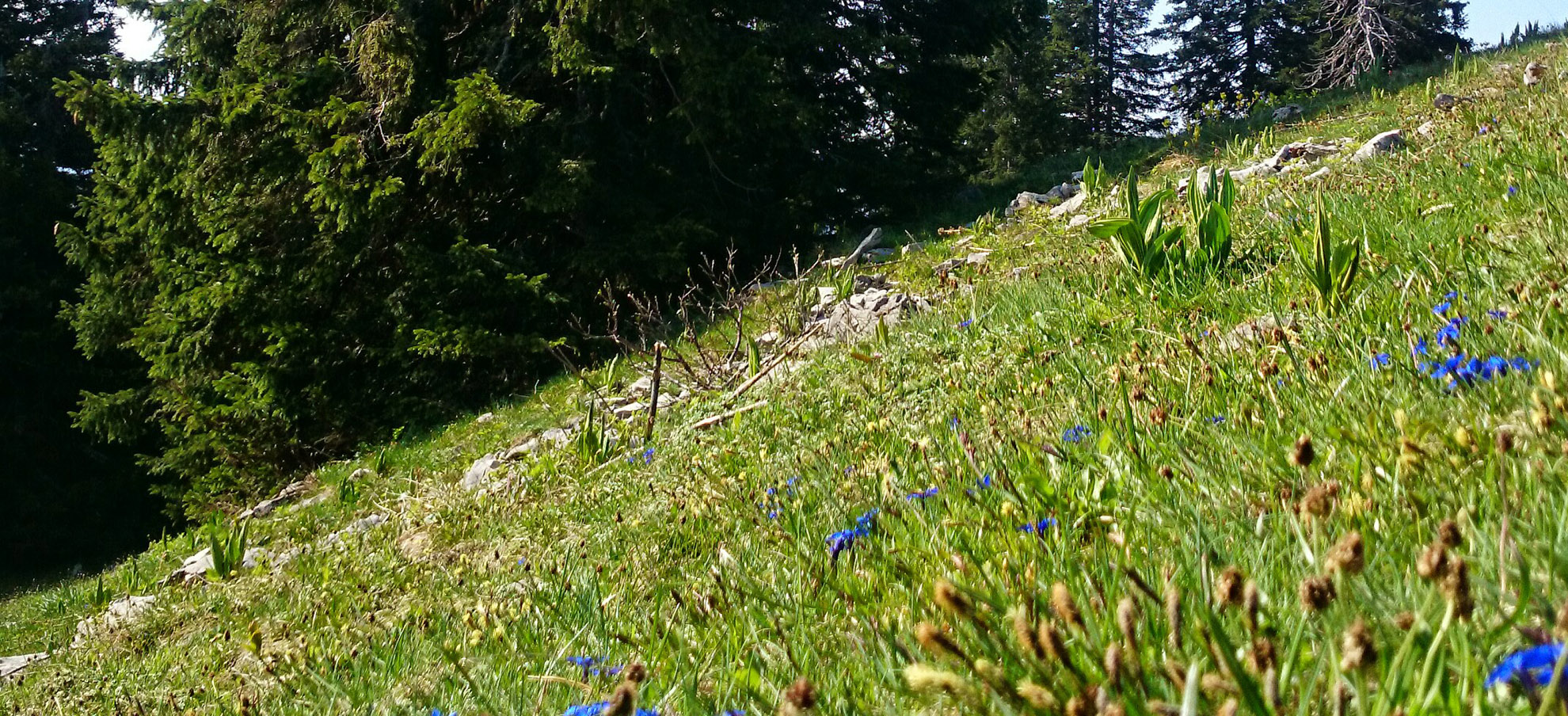 Project Gallery - ArB Tree Care