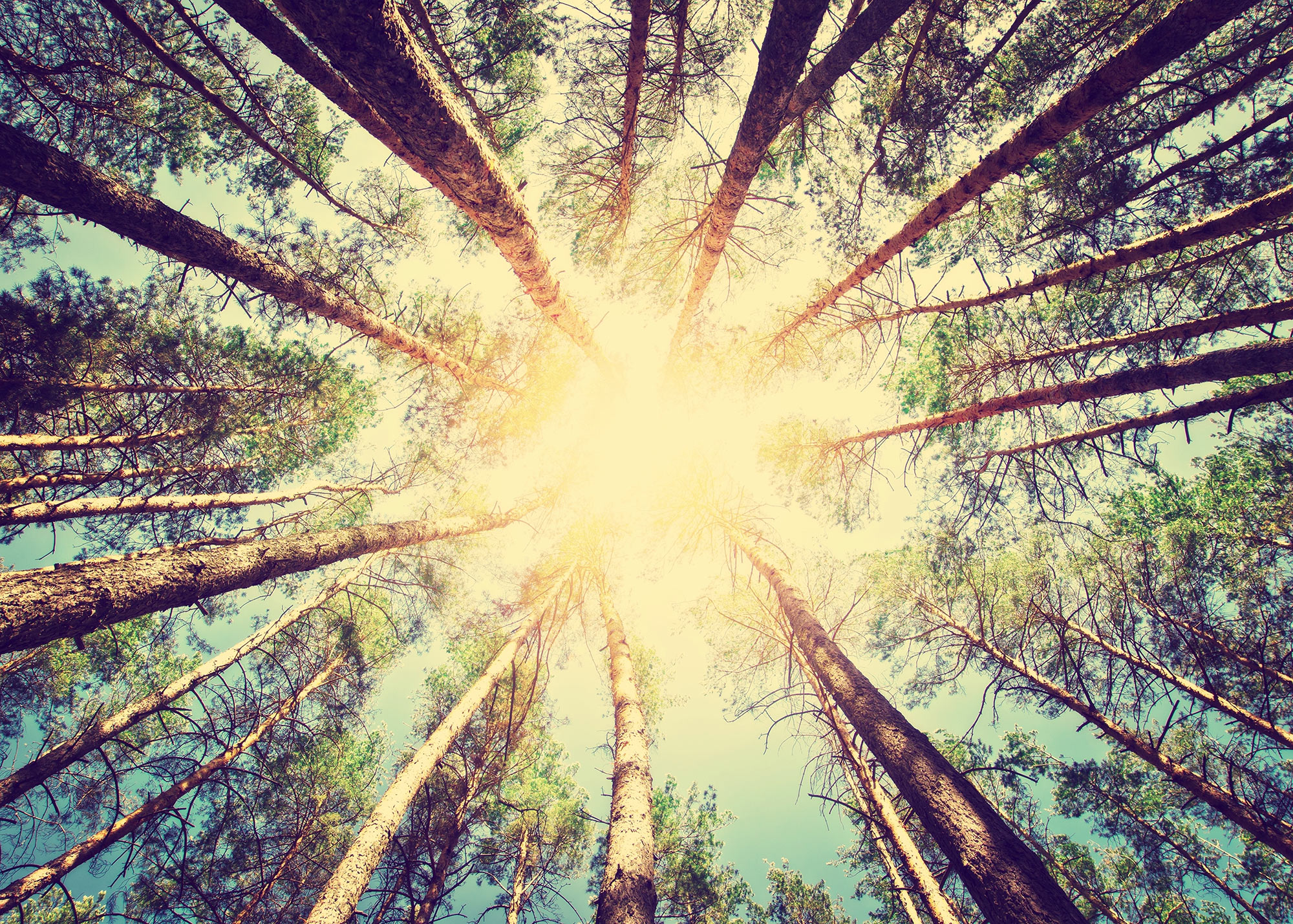 Services - ArB Tree Care